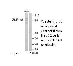 ZNF148 Antibody | AAT Bioquest