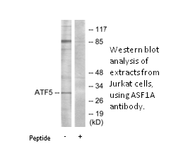 ATF5 Antibody | AAT Bioquest