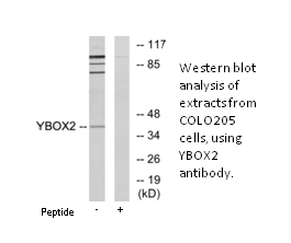 YBOX2 Antibody | AAT Bioquest