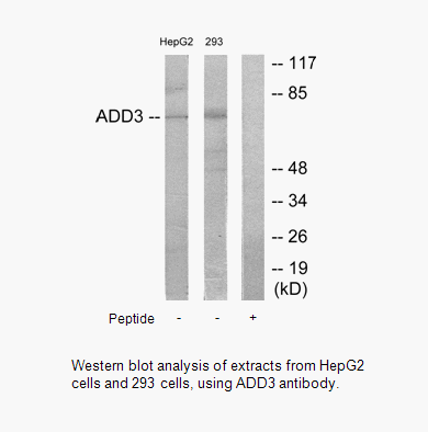 ADD3 Antibody | AAT Bioquest