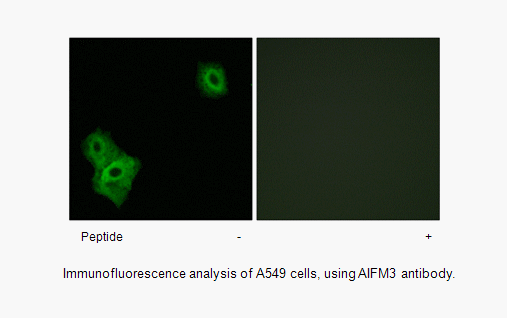 AIFM3 Antibody | AAT Bioquest