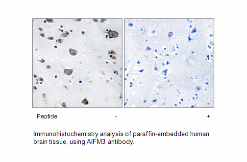 AIFM3 Antibody | AAT Bioquest