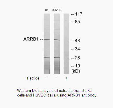 ARRB1 Antibody | AAT Bioquest