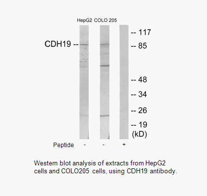 CDH19 Antibody | AAT Bioquest