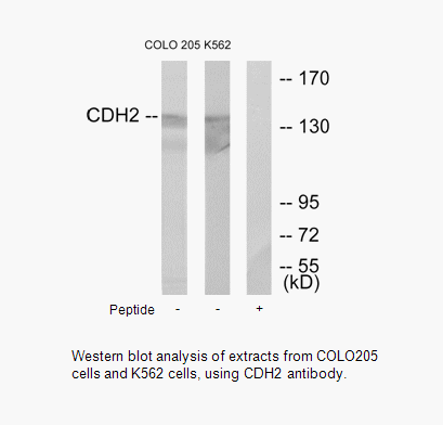 CDH2 Antibody | AAT Bioquest