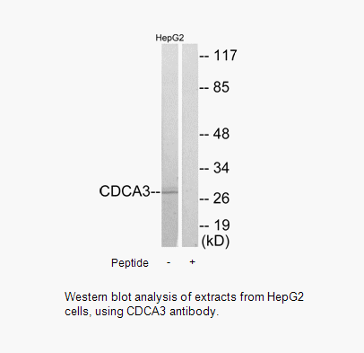 CDCA3 Antibody | AAT Bioquest