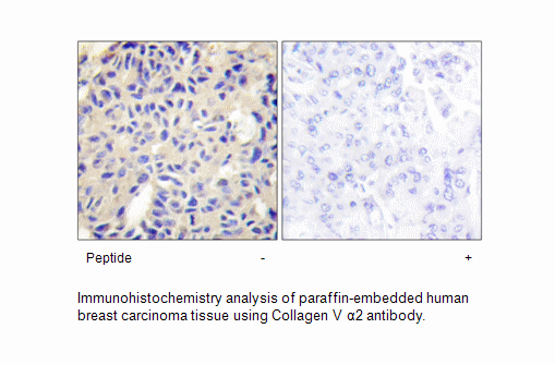 Collagen V α2 Antibody | AAT Bioquest