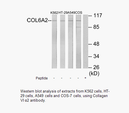 Collagen VI α2 Antibody | AAT Bioquest
