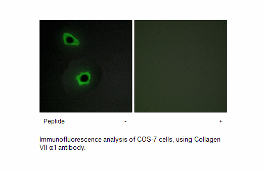 Collagen VII α1 Antibody | AAT Bioquest