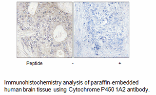 Cytochrome P450 1A2 Antibody | AAT Bioquest