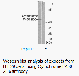 Cytochrome P450 2D6 Antibody | AAT Bioquest