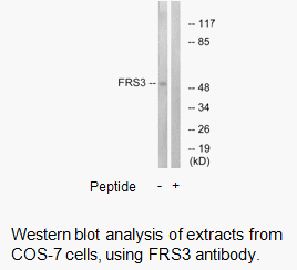 FRS3 Antibody | AAT Bioquest