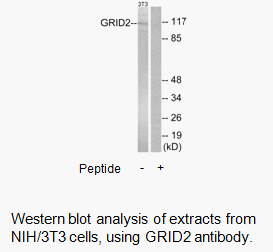 GRID2 Antibody | AAT Bioquest