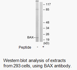 Bax Antibody | AAT Bioquest