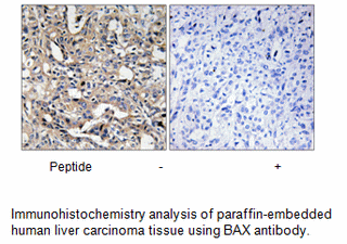 Bax Antibody | AAT Bioquest