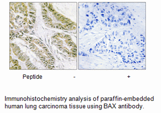 Bax Antibody | AAT Bioquest