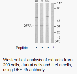DFFA Antibody | AAT Bioquest