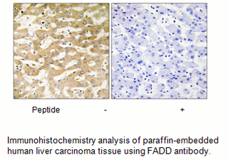 FADD Antibody | AAT Bioquest