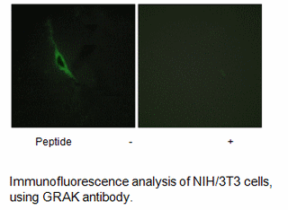 GRAK Antibody | AAT Bioquest