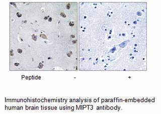 MIPT3 Antibody | AAT Bioquest