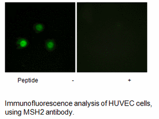 MSH2 Antibody | AAT Bioquest