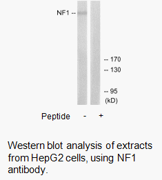 NF1 Antibody | AAT Bioquest