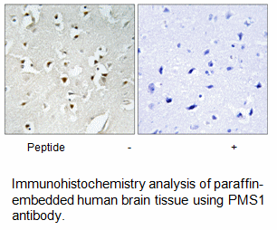 PMS1 Antibody | AAT Bioquest