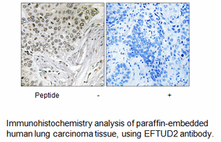EFTUD2 Antibody | AAT Bioquest