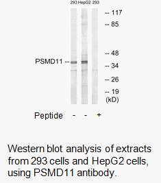 PSMD11 Antibody | AAT Bioquest