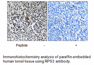 RPS3 Antibody | AAT Bioquest