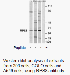 RPS8 Antibody | AAT Bioquest