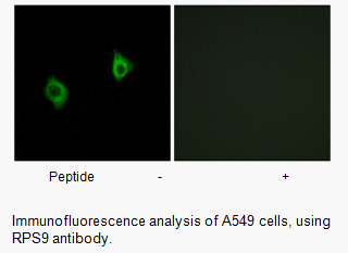 RPS9 Antibody | AAT Bioquest