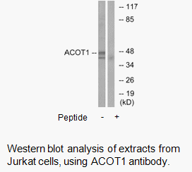 ACOT1 Antibody | AAT Bioquest