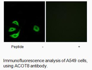 ACOT8 Antibody | AAT Bioquest