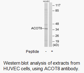 ACOT8 Antibody | AAT Bioquest