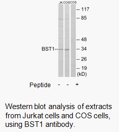 BST1 Antibody | AAT Bioquest