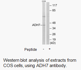 ADH7 Antibody | AAT Bioquest