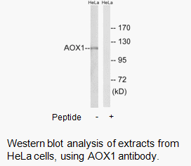 AOX1 Antibody | AAT Bioquest