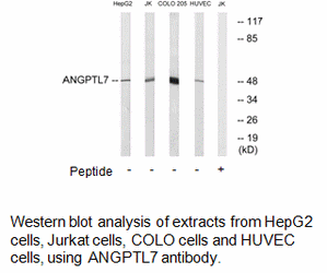 ANGPTL7 Antibody | AAT Bioquest