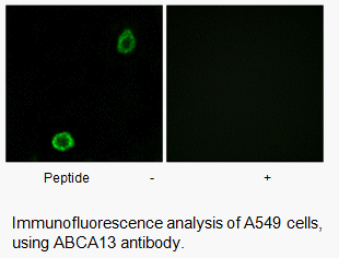 ABCA13 Antibody | AAT Bioquest