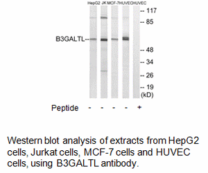 B3GALTL Antibody | AAT Bioquest