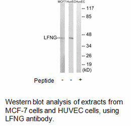 LFNG Antibody | AAT Bioquest