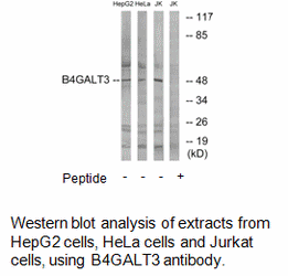 B4GALT3 Antibody | AAT Bioquest