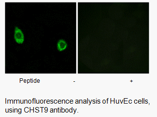 CHST9 Antibody | AAT Bioquest