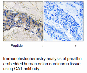 CA1 Antibody | AAT Bioquest
