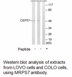 CEP57 Antibody | AAT Bioquest
