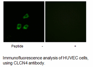 CLCN4 Antibody | AAT Bioquest