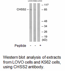 CHSY2 Antibody | AAT Bioquest