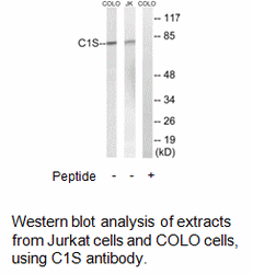 C1S Antibody | AAT Bioquest
