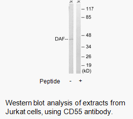 CD55 Antibody | AAT Bioquest